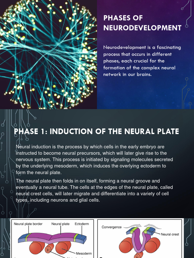 Biopsych, Neurodevelopment | PDF | Nervous System | Neuron