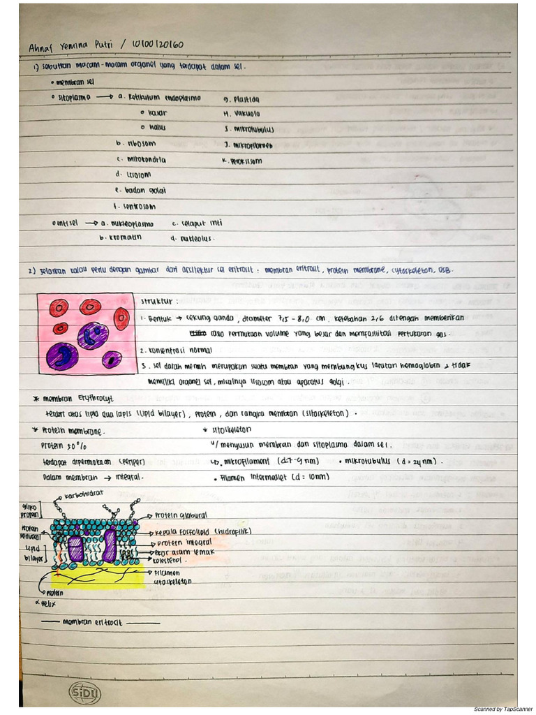 Ahnaf Yemina Putri - Tugas Arsitektur Sel | PDF