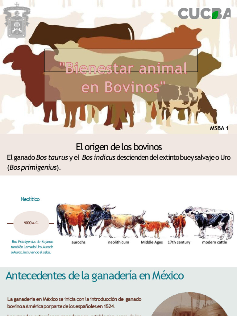 8.- BA en bovinos | PDF | Vacas | Estrés (biología)