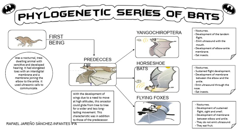 Phylogenetic Series of Bats PDF | PDF | Bat | Ultrasound