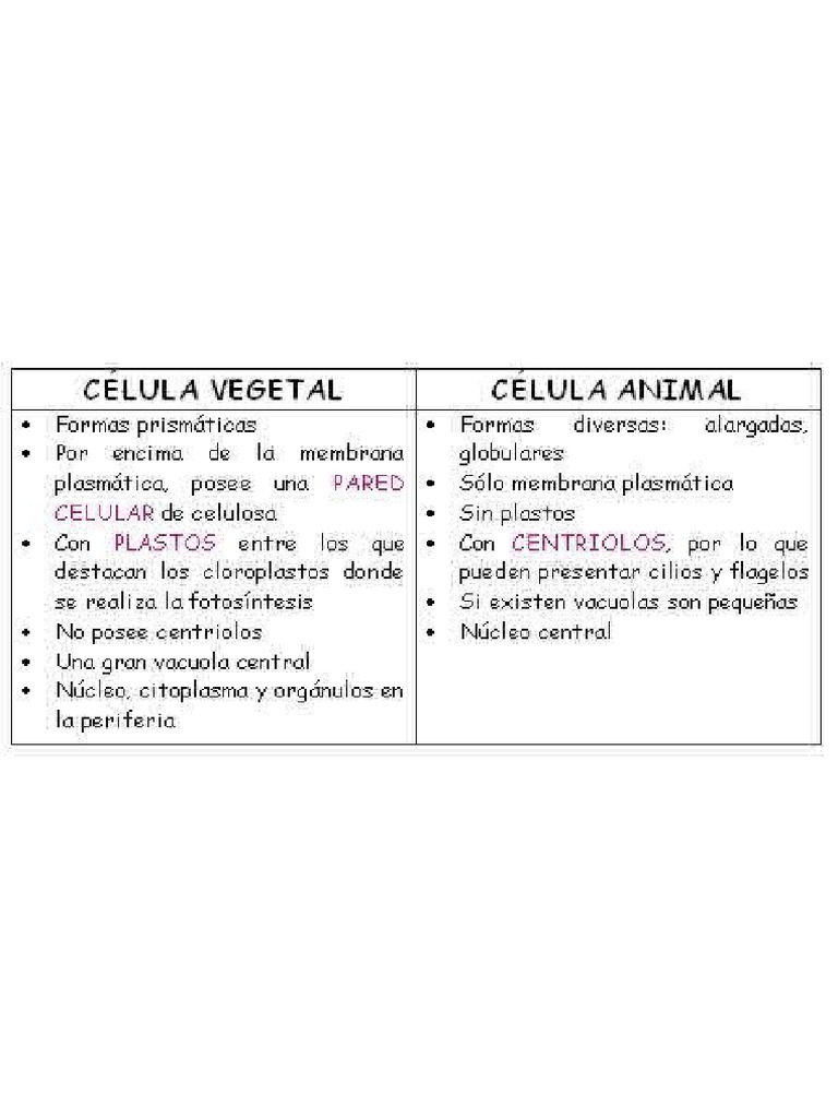 Diferencias de la célula animal y vegetal | PDF