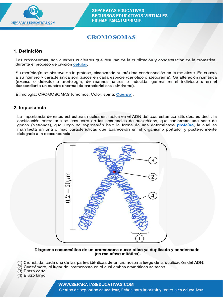 Cromosomas | PDF | Cromosoma | Biología Molecular