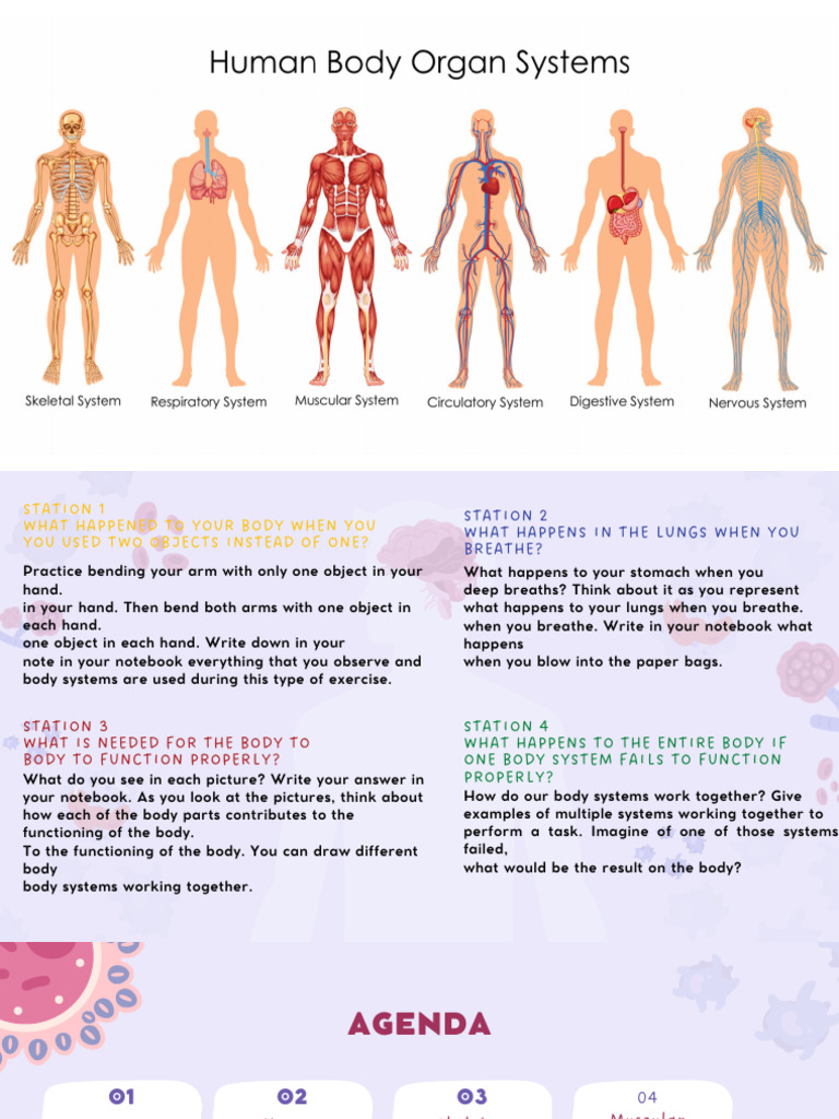 The Human Body Presentation | PDF | Human Body | Pelvis
