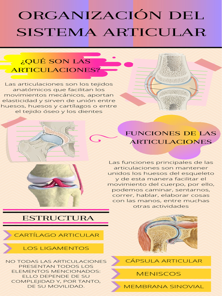 Infografía Sistema Articular | PDF | Articulación | Cartílago