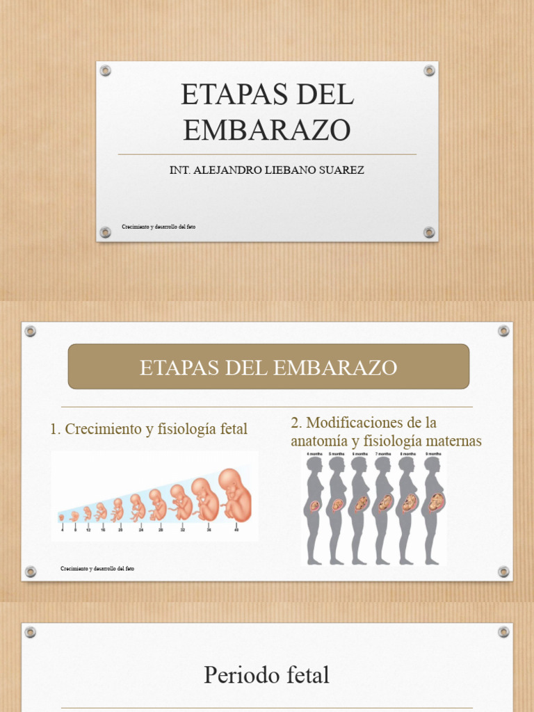 Etapas Del Embarazo | PDF | Feto | El embarazo