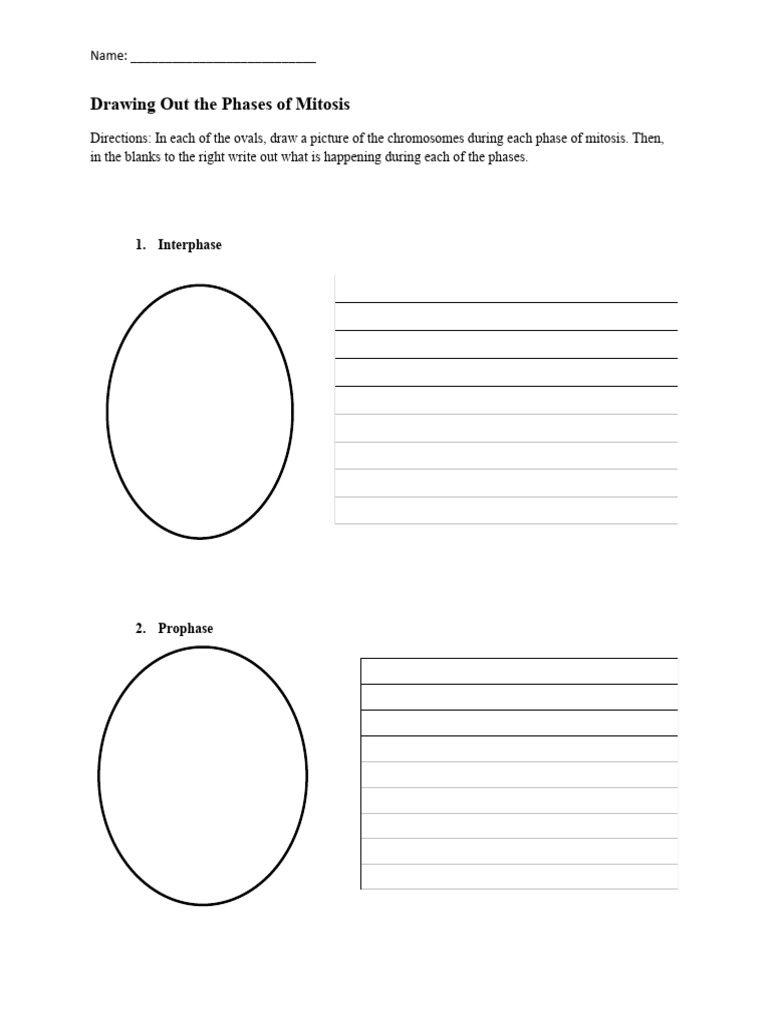 Mitosis Phases Drawing Guide | PDF