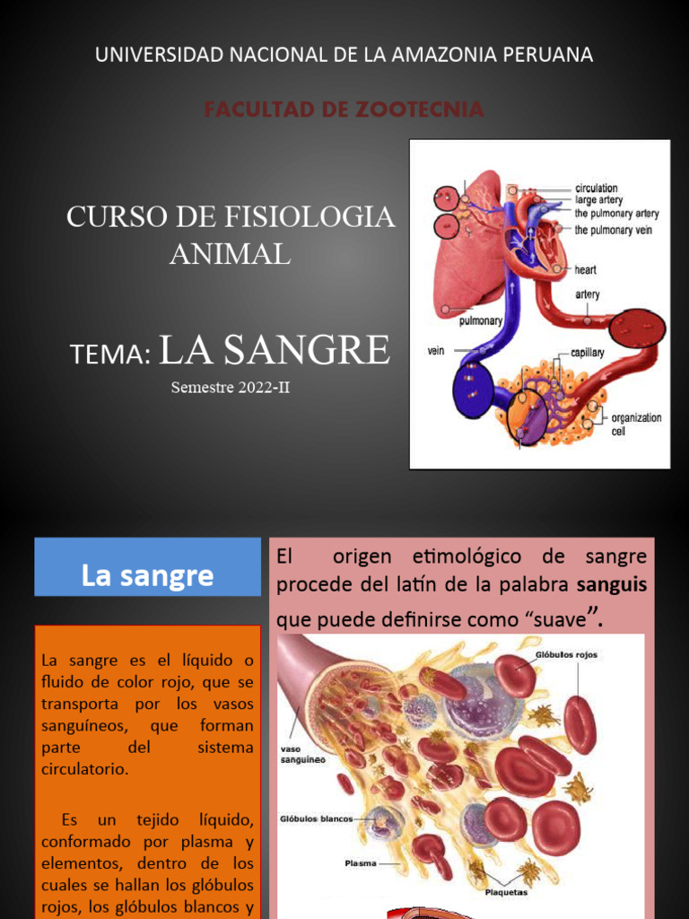 La Sangre | PDF | Sangre | Tipo de sangre