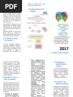 FRUTENZIMA: Usos y Beneficios Clínicos | PDF | Páncreas | Órgano (anatomía)