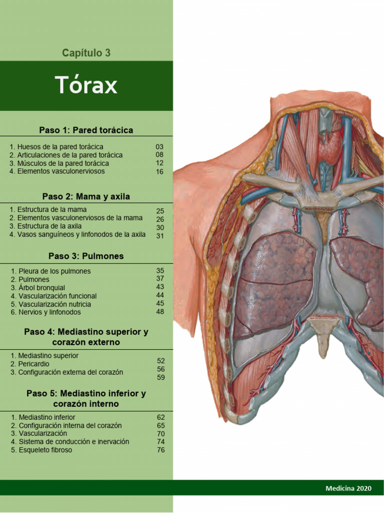 Tórax - Pasos de Anatomía (Sin Editar) | PDF | Tórax | Vértebra