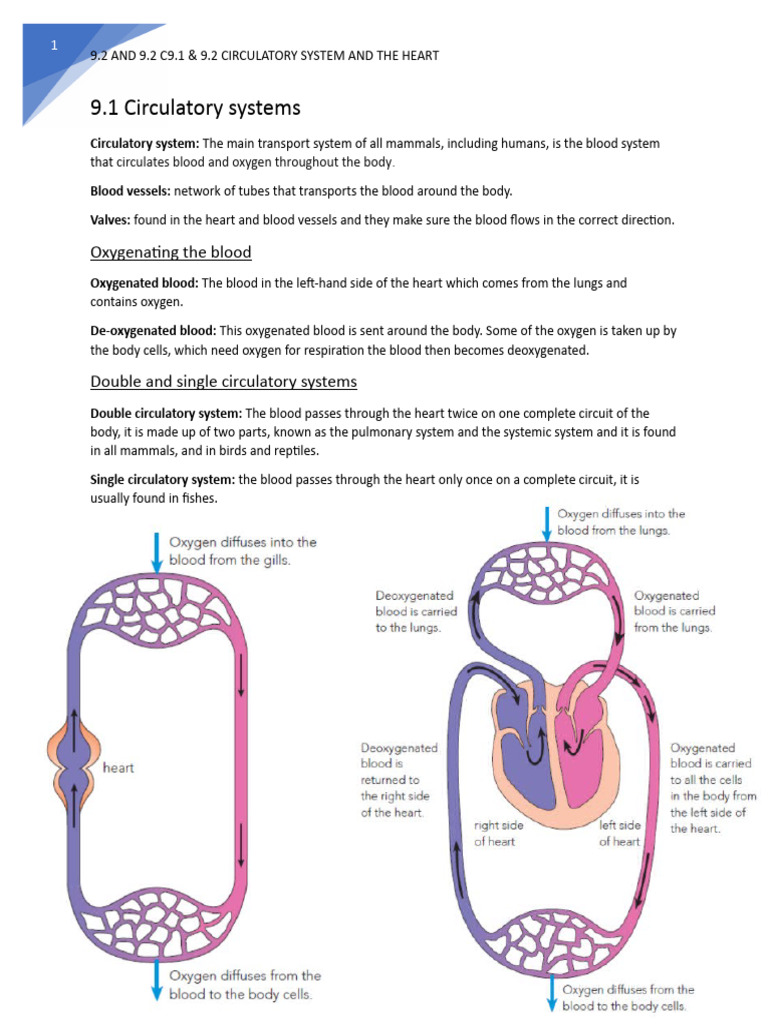 Circulatory System and Heart Biology Summarisation. | Download Free PDF ...