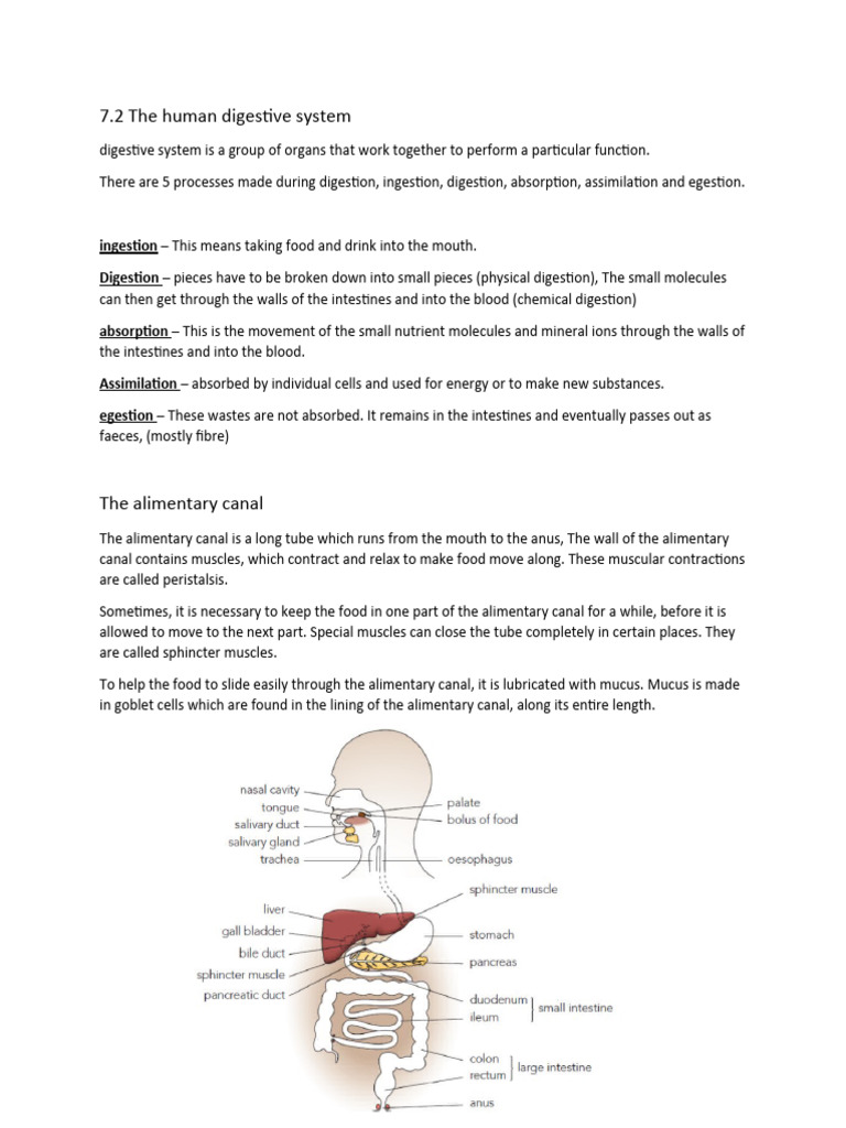 Chapter 7 Summarization, Digestive System | PDF | Digestion | Stomach