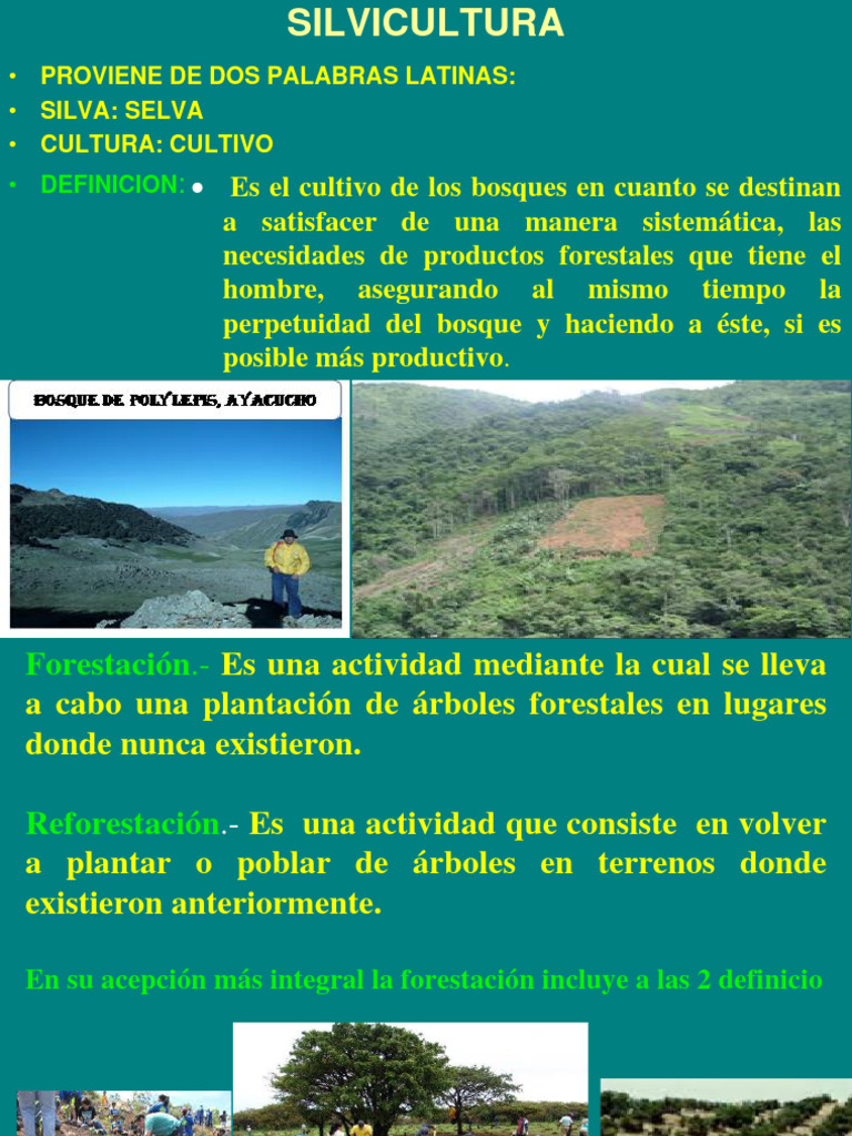 4ta. Semana Silvicultura - Vivero y Plantacion | PDF | Los bosques | Siembra