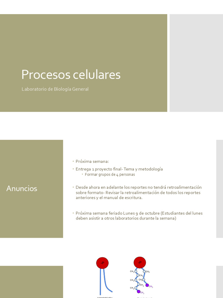 Procesos Celulares | PDF | Salud y bienestar | Ciencia y matemáticas