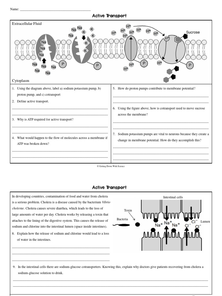 Active Transport Study Guide | PDF | Cholera | Cell Membrane