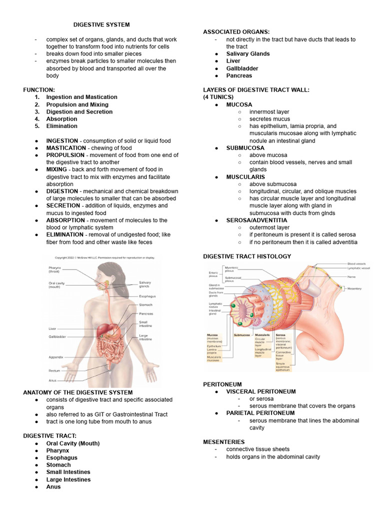 Digestive System | PDF | Stomach | Liver