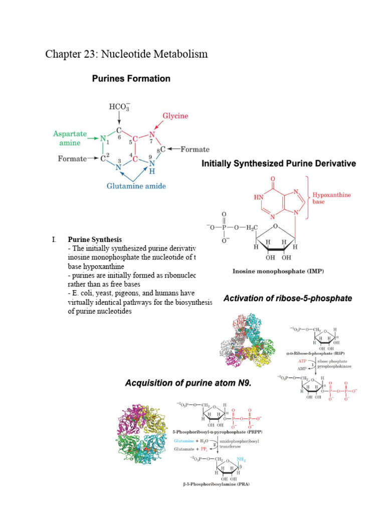 Biochem Chapter 23 Pdf Nucleotides Biosynthesis