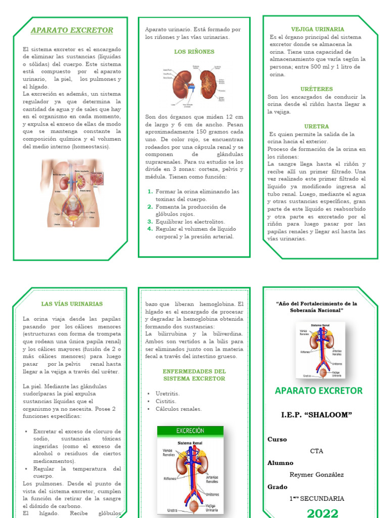 Aparato Excretor | PDF | Sistema urinario | Riñón
