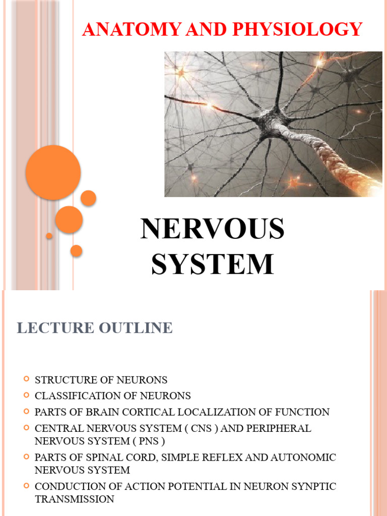 Unit 2 Nervous System Pdf Chemical Synapse Nervous System