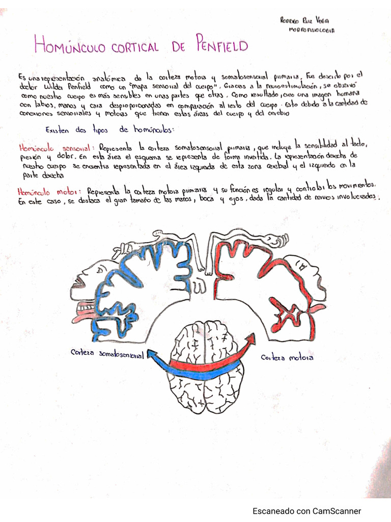 Homúnculo de Penfield | PDF