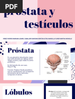 Próstata - Anatomía, Histología y Función - Kenhub | PDF | Próstata ...