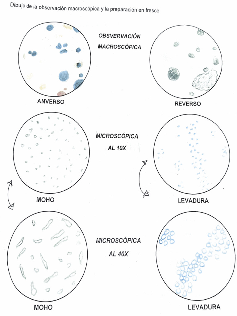Practica Lab Mico | PDF