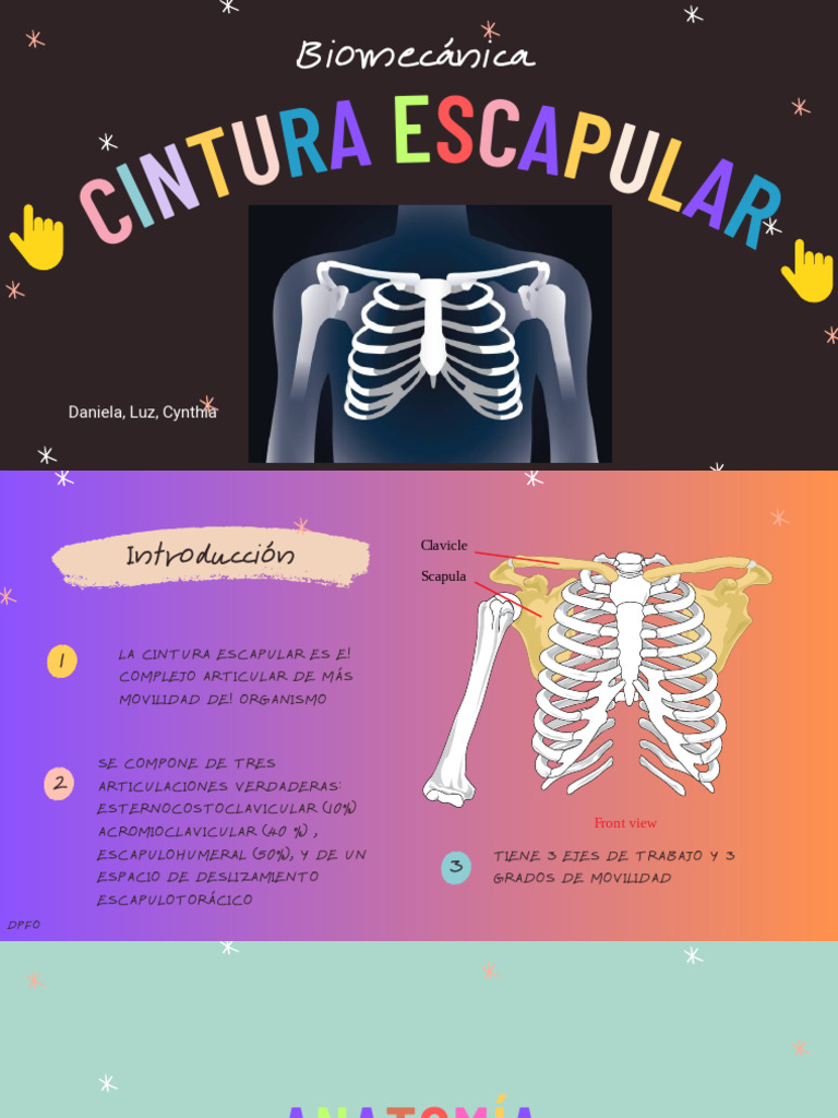 Anatomía y Biomecánica de la Cintura Escapular | PDF | Hombro ...