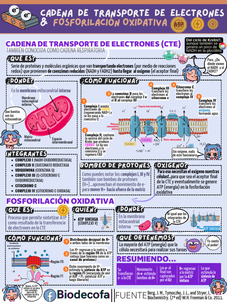 Cadena Respiratoria y Fosforilacion Oxidativa 1 | PDF | Cadena de transporte de electrones ...