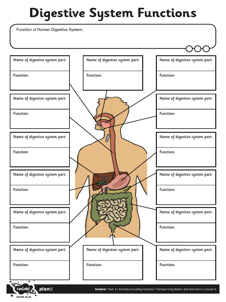 Science8 Digestive System Function Activity | PDF | Science & Mathematics