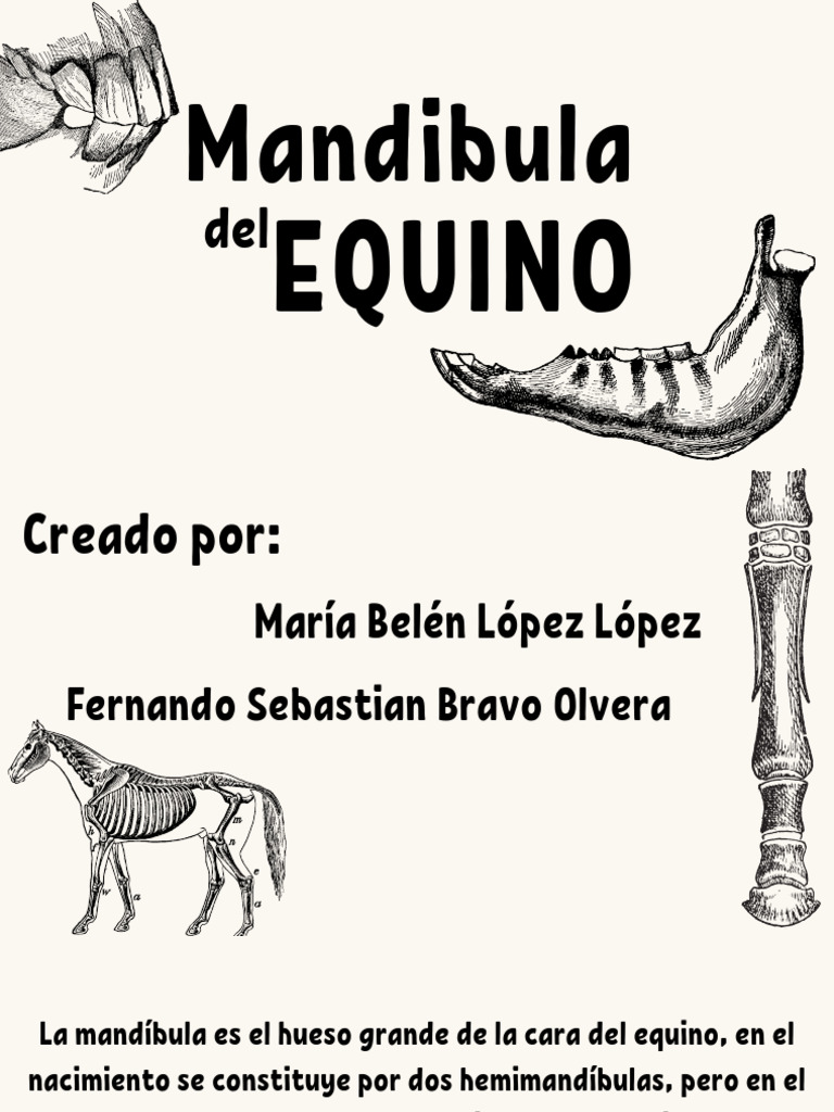 Anatomía de la Mandíbula Equina | PDF