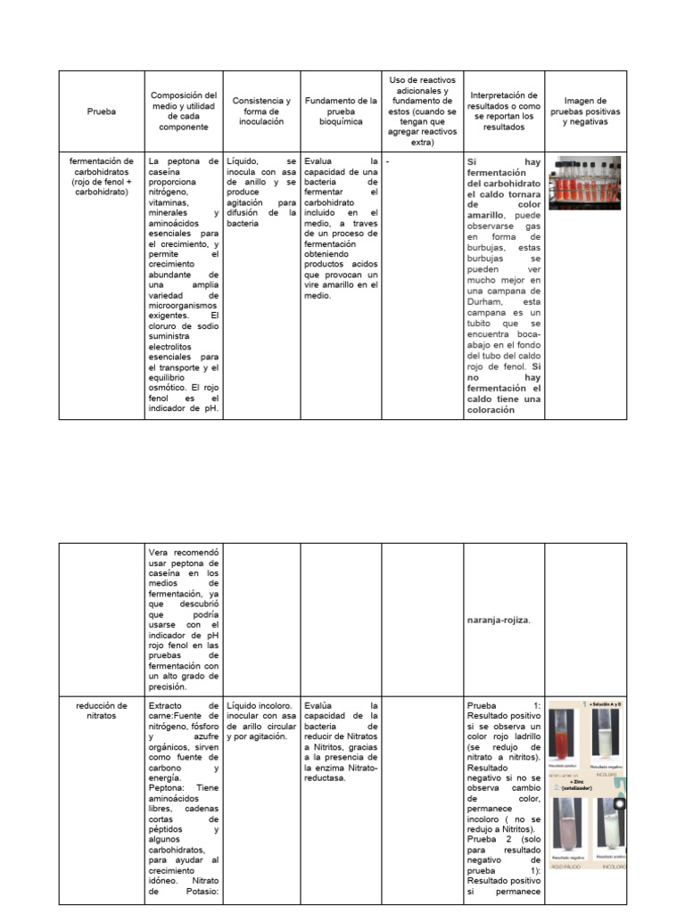 Pruebas Bioquimicas Micro 1 | PDF | Fermentación | Enzima
