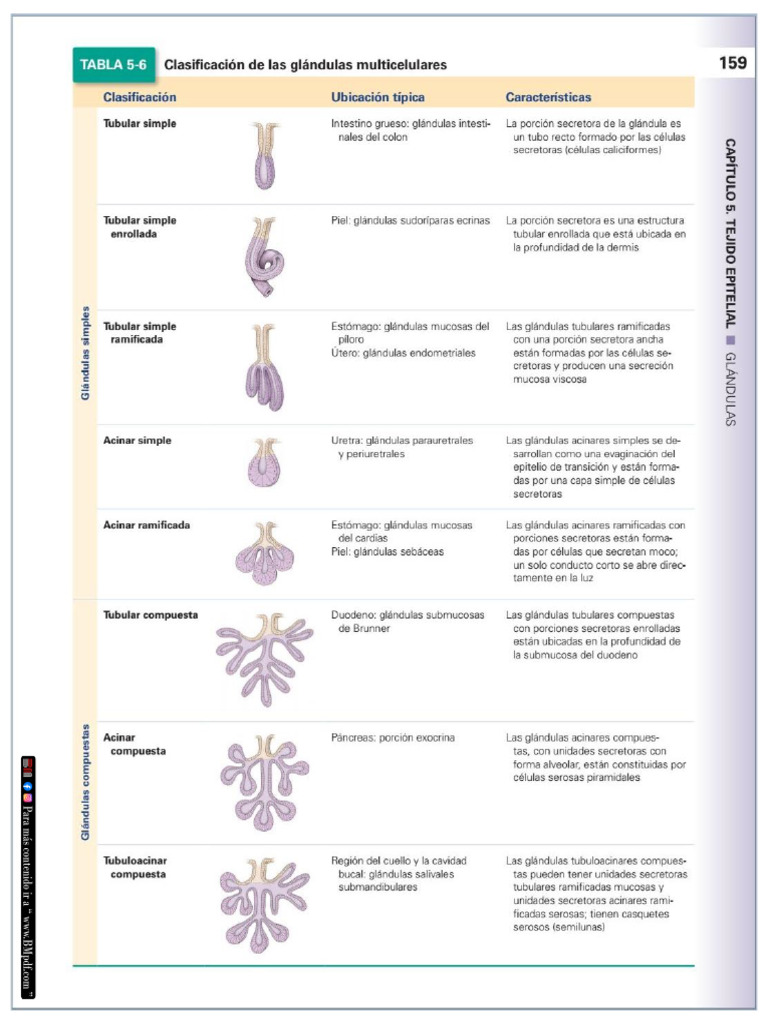 Tipos de Glándulas | PDF