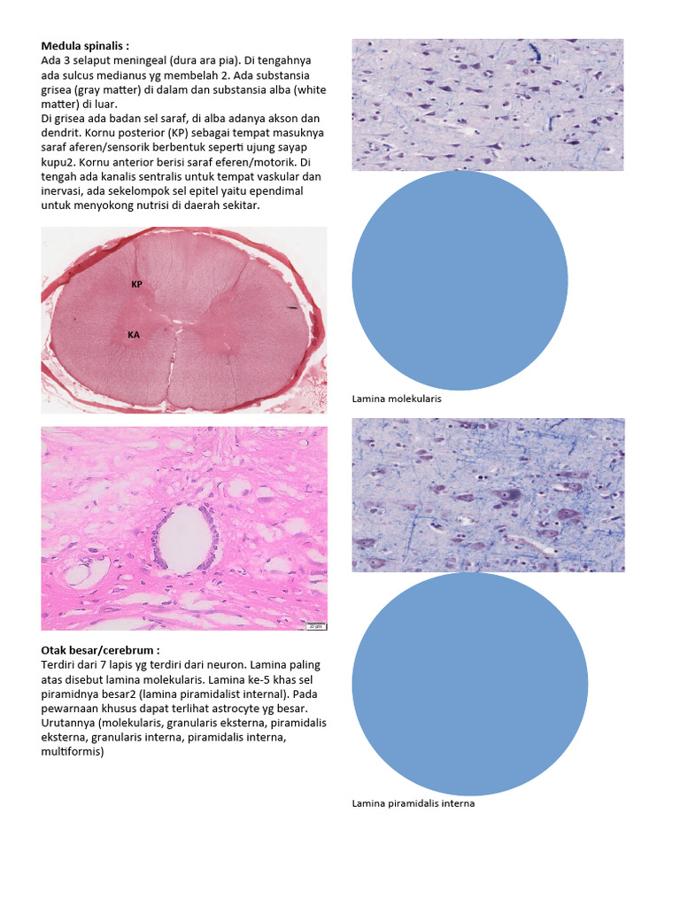 Praktikum Histo Neuro | PDF