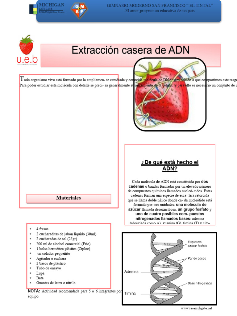 guia extraccion adn fresa | PDF | Adn | Química