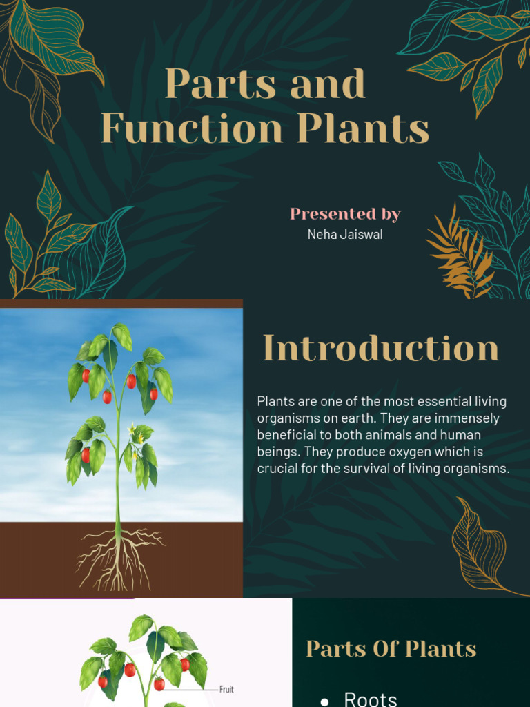Parts and Function of Plant | PDF