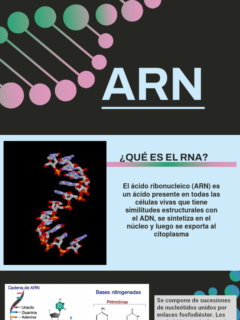 Arn | PDF | Rna | Traducción (biología)