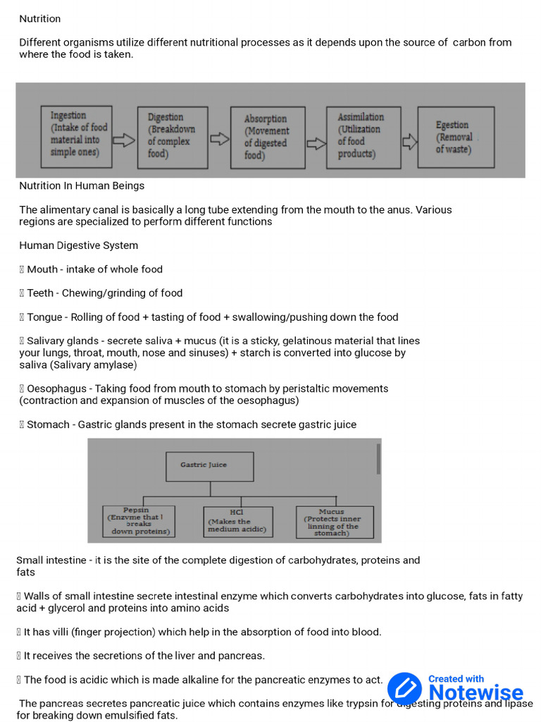 Life Processes Detailed Notes | PDF