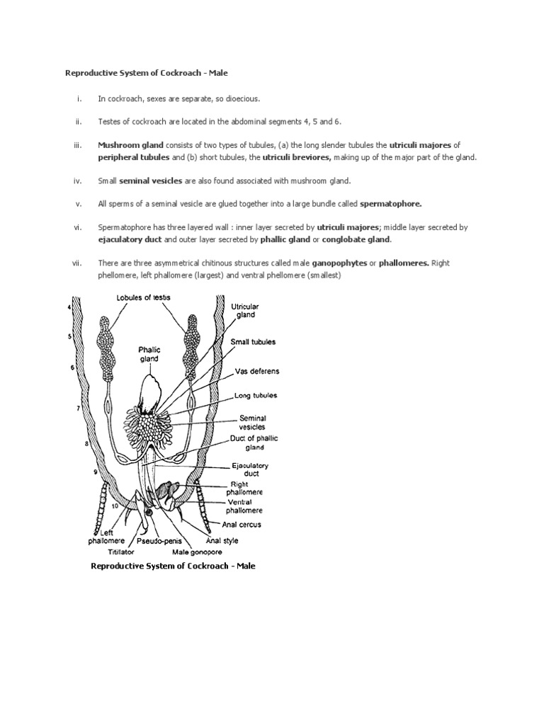 Reproductive System of Cockroach | PDF | Sex Organ | Insects