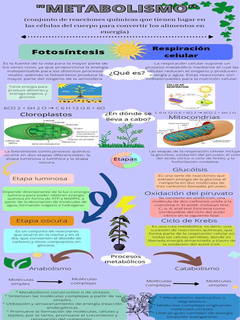 Fotosíntesis | PDF | Respiración celular | Metabolismo