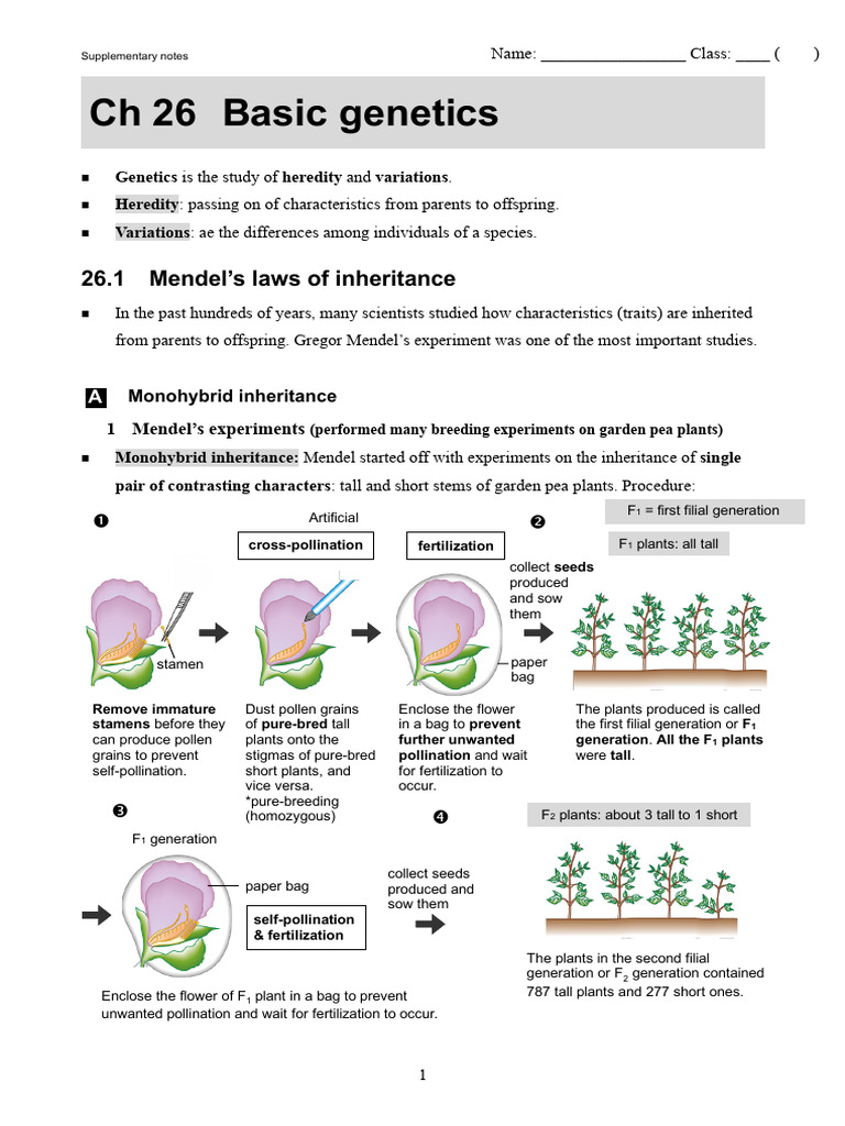Mendelian Genetics Overview | PDF | Dominance (Genetics) | Genotype