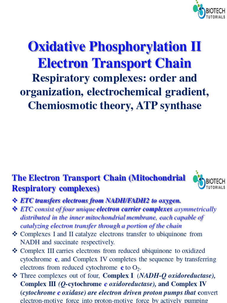 Oxidative Phosphorylation and Electron Transport Chain II Respiratory ...