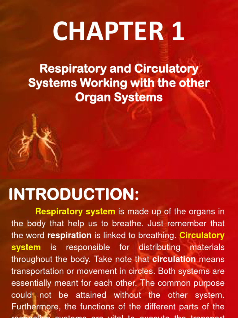 Respiratory System Overview | PDF | Lung | Respiratory System
