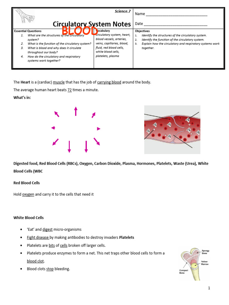 Circulatory System Notes | PDF | Blood | Artery