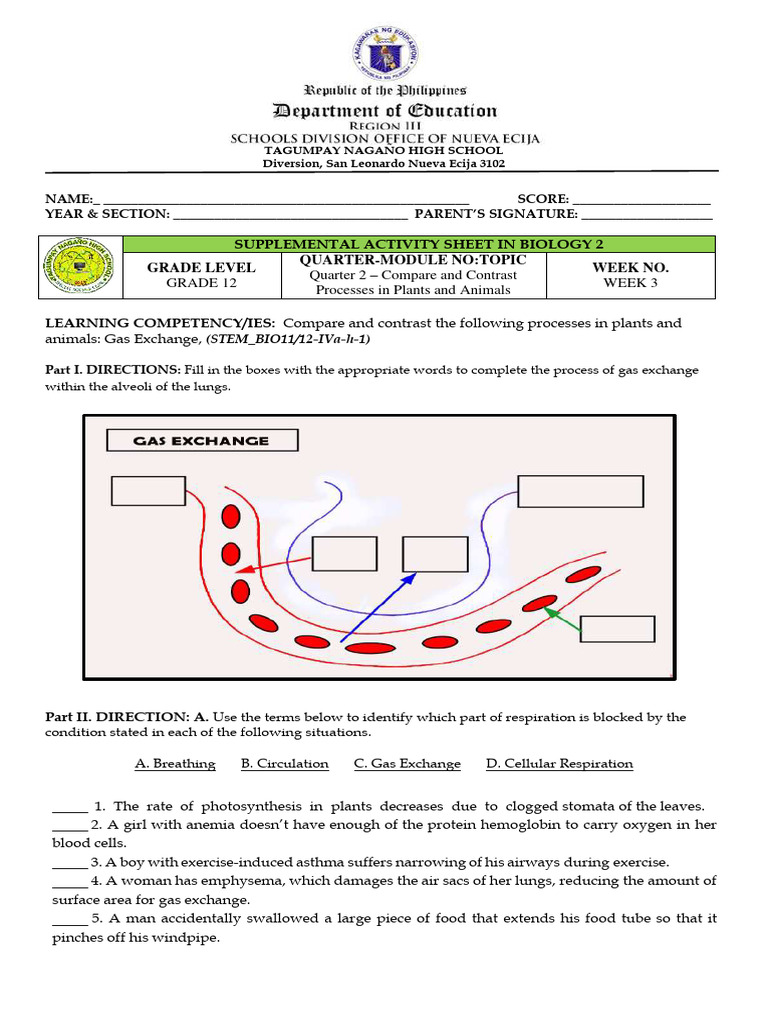 Biology Gas Exchange Activity Sheet | PDF | Respiratory System | Lung