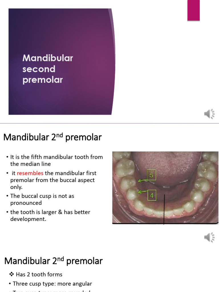Mandibular Second Premolar | PDF | Dental Anatomy | Dentistry