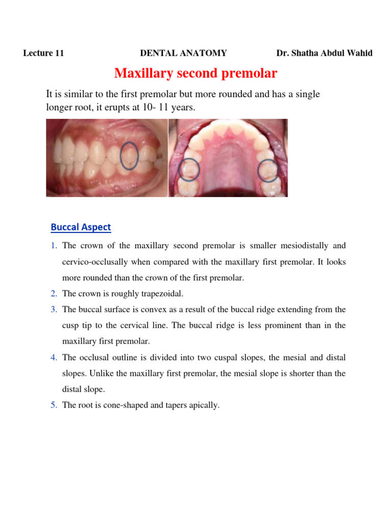 Maxillary Second Premolar | PDF | Dentistry | Mouth