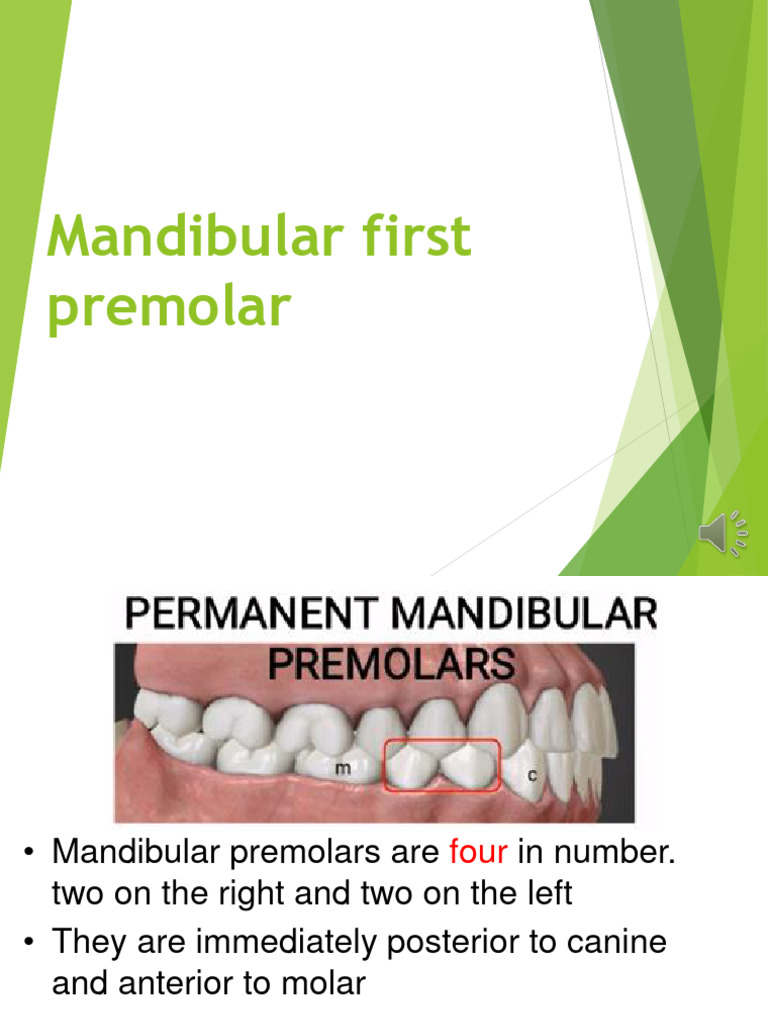 Mandibular First Premolar | PDF | Dental Anatomy | Human Anatomy