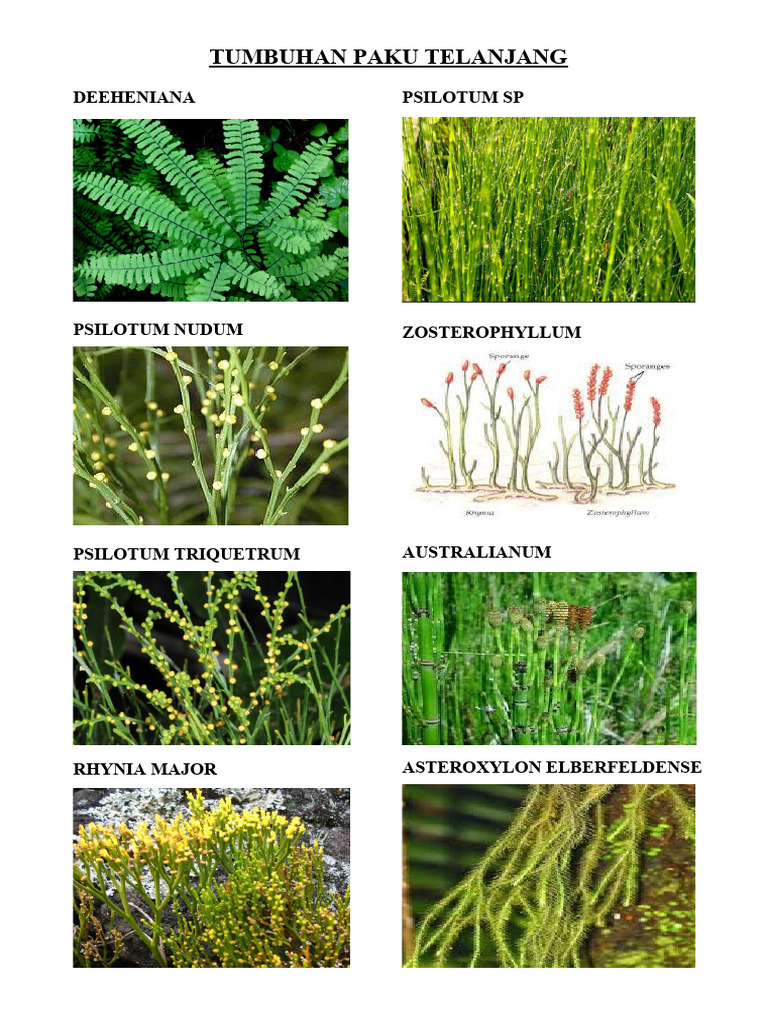 Tumbuhan Paku Telanjang Pdf