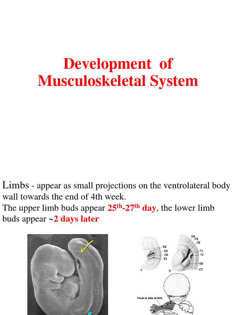 Development of Musculoskeletal System | PDF | Bone | Musculoskeletal System