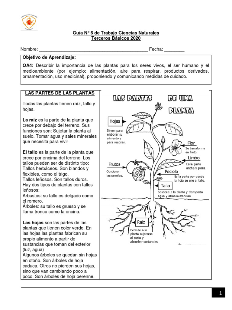 Partes y ciclo de vida de las plantas | PDF | Plantas | Hoja