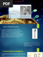 Características y Ciclos de Bacteriófagos | PDF | Bacteriófago | Virus